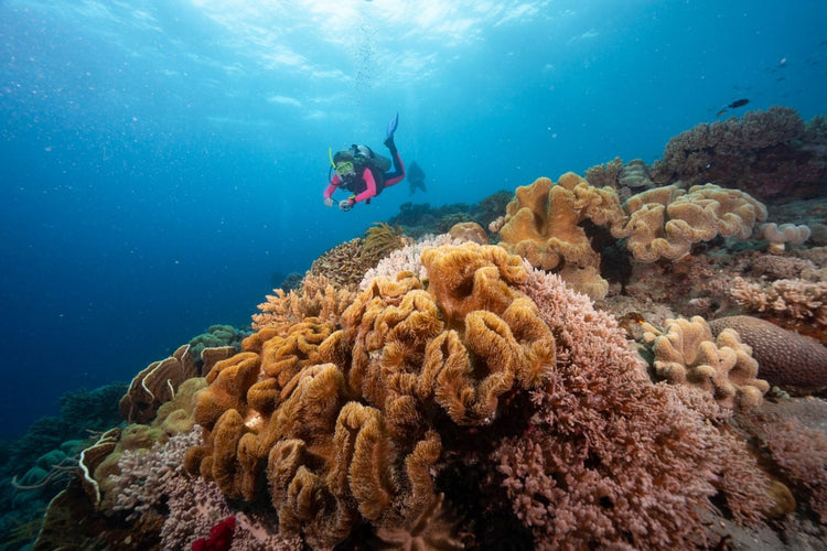 Timor Leste: The New Coral Kingdom | Eagle Creek