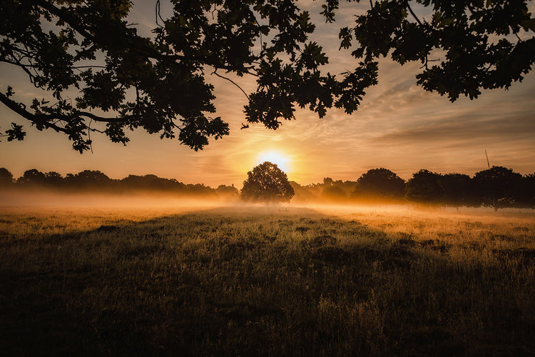 What Is Rewilding: How to Support Rewilding Projects | Eagle Creek