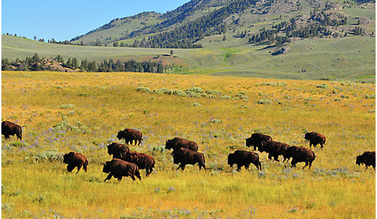 Animal Reserves: Best Wildlife Sanctuaries In The US | Eagle Creek