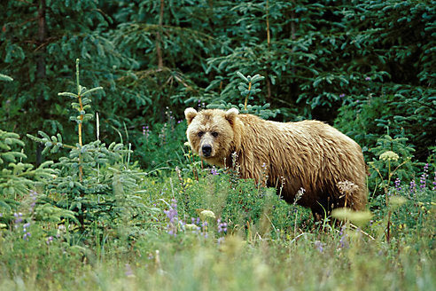 How to Handle a Bear Encounter | Eagle Creek