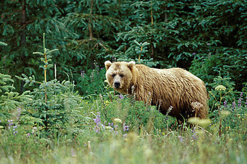 How to Handle a Bear Encounter | Eagle Creek